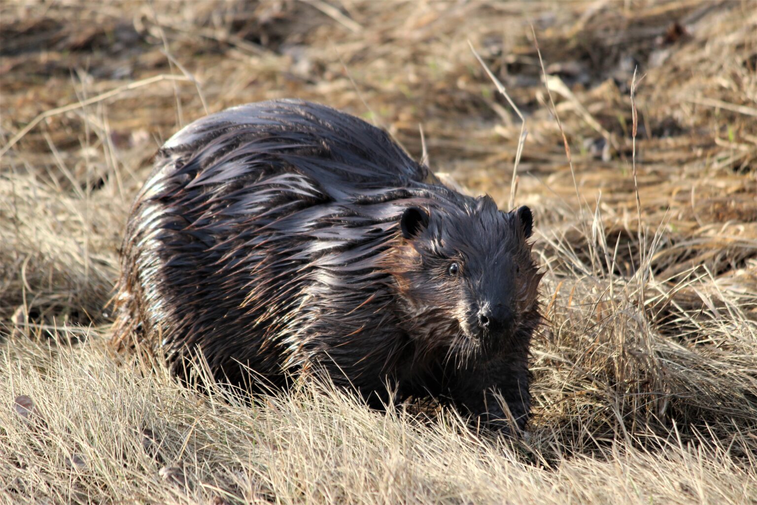 Teachings by Fort McKay Elders – Beaver Habitat Design – Canadian ...