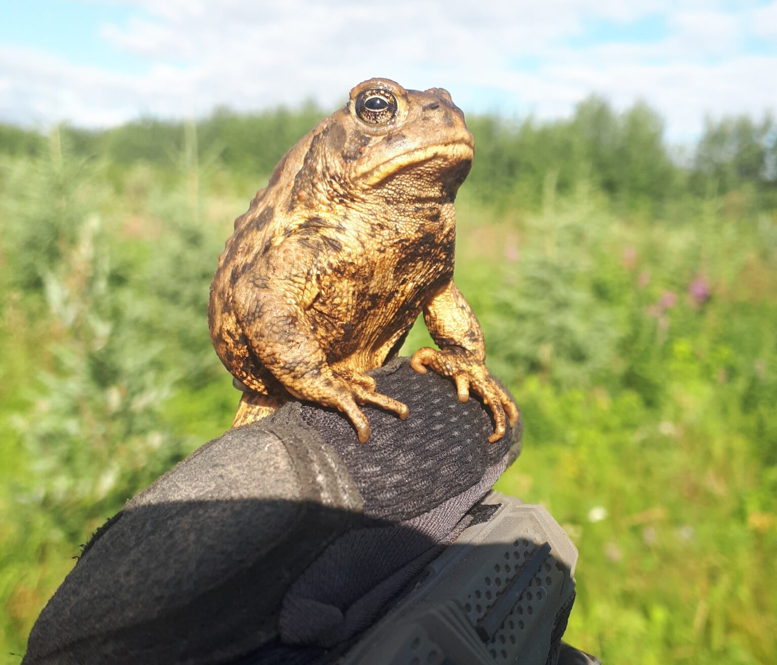 Canadian Toad Research – Canadian Natural Resources